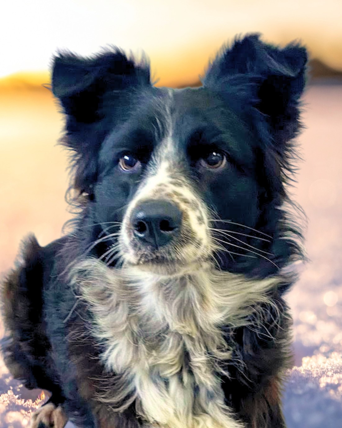 Gypsy Is NCCR Dog Of Week | News, Sports, Jobs - Post Journal